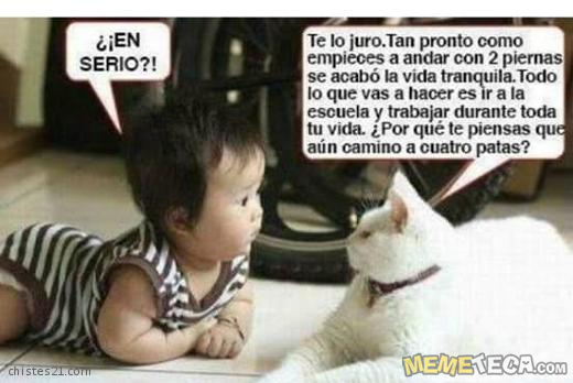 El gato sabio | Memeteca.com