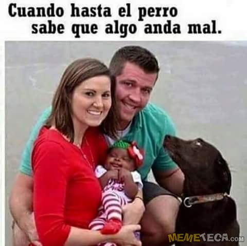 Perro listo | Memeteca.com