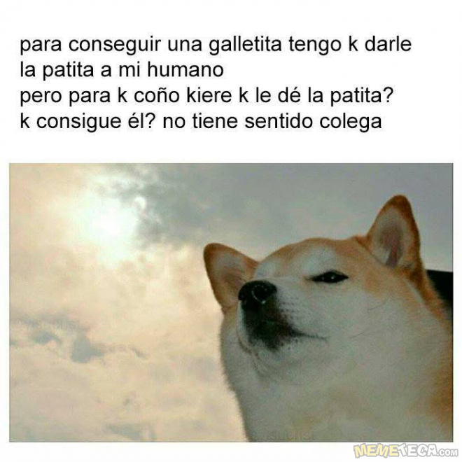 Reflexiones de un perro | Memeteca.com
