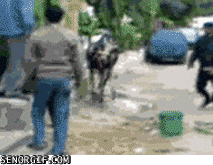 vaca ninja !!!!!! | Memeteca.com